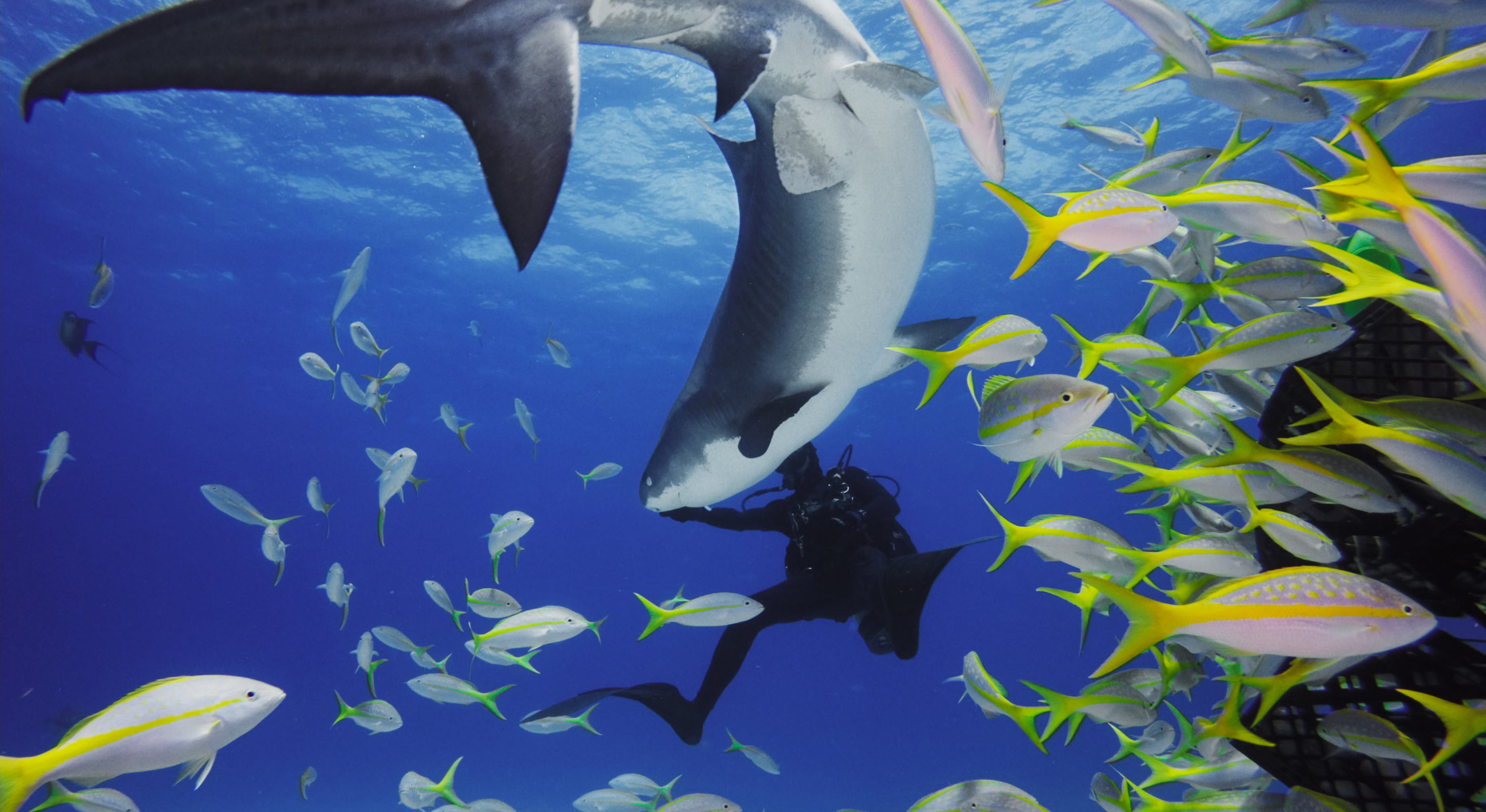 Protective Housing & Waterproof Case (HERO8 Black) | GoPro