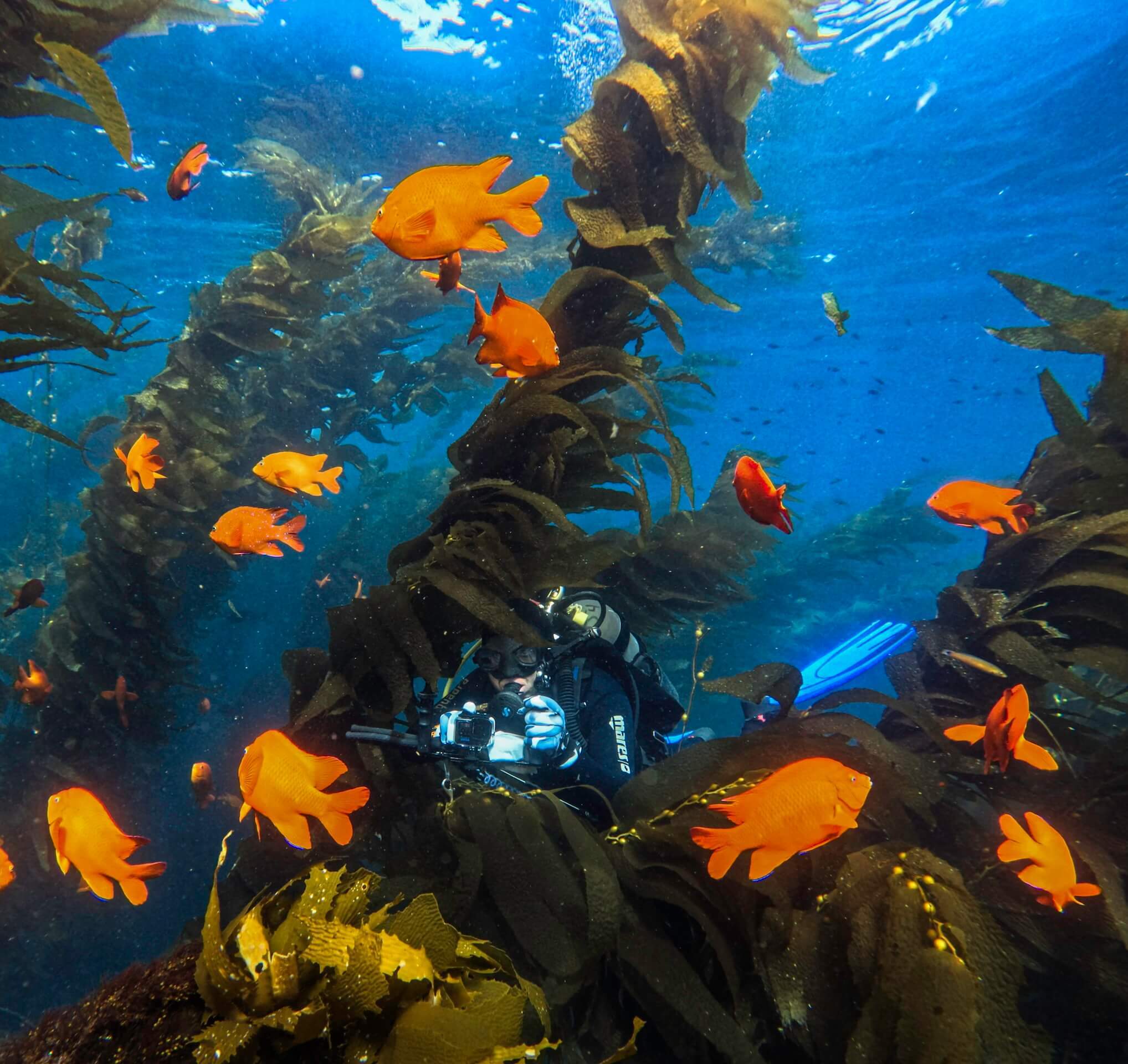 PADI Launches GoPro PADI Distinctive Specialty Course