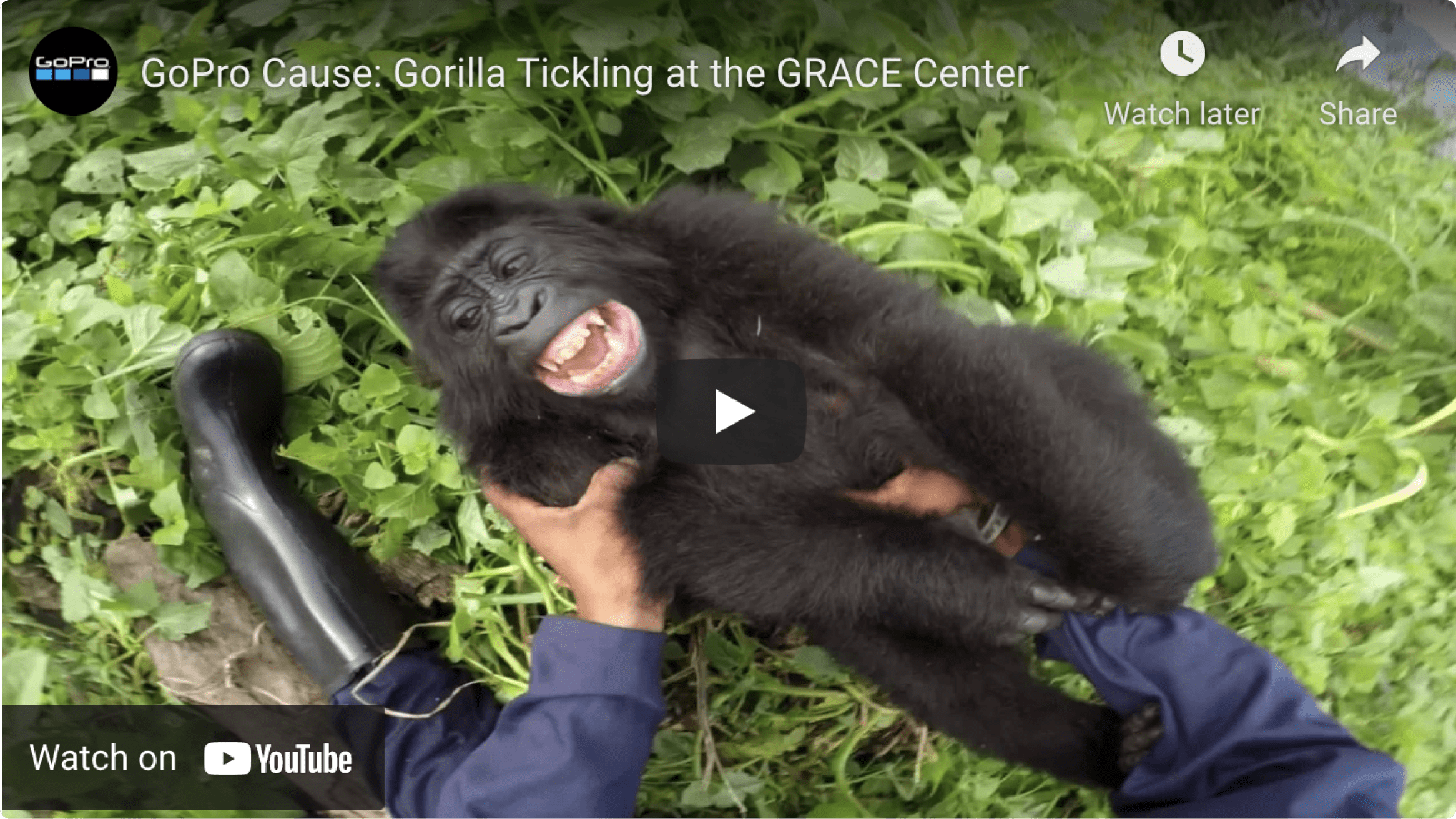GoPro for a Cause Spotlight: Celebrating World Gorilla Day with Angela ...