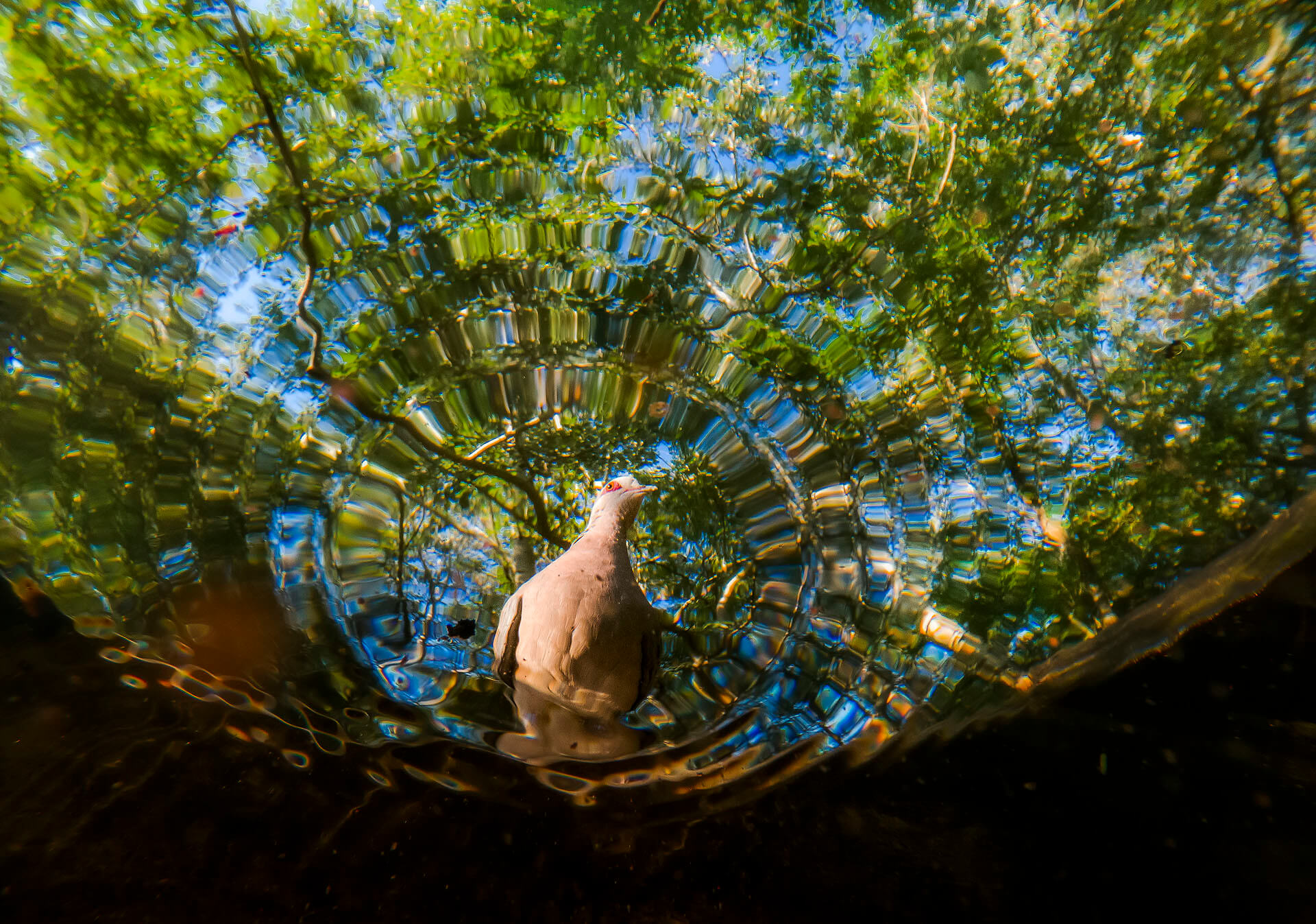 Close-Up Photographer of the Year Csaba Daróczi Breaks Down His Winning ...