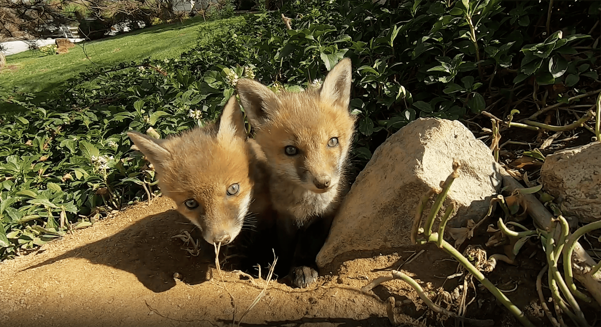GoPro Awards: We’re Feelin’ Foxy